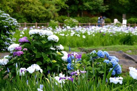 水無月の花咲く公園～1 By 清三郎 （id：12474820） 写真共有サイトphotohito