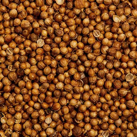 Spices Whole Coriander Seeds Organic Coriander Seeds Coriander Plant