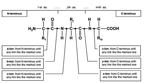 Standard Peptide Fragmentation Download Scientific Diagram
