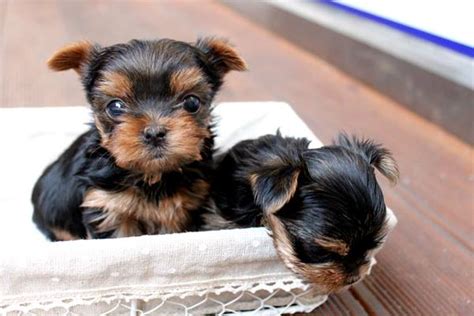 건강한애견분양 화이트펫 3 요크셔테리어 현재 국내에서 많이 키우는 견종 12위를 다투는 견종일