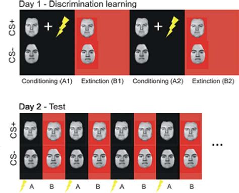 Figure 1 From Context Dependent Human Extinction Memory Is Mediated By A Ventromedial Prefrontal