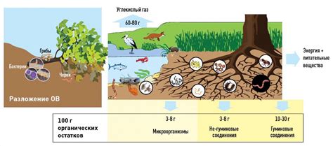 Гуминовые кислоты - Компания Alpenmoor в Москве