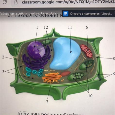 Будова рослинної клітини Школьные Знания Com