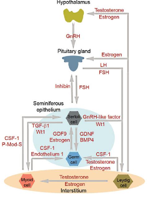 2 Cell Cell Interaction Within The Testis And Its Functional Download Scientific Diagram