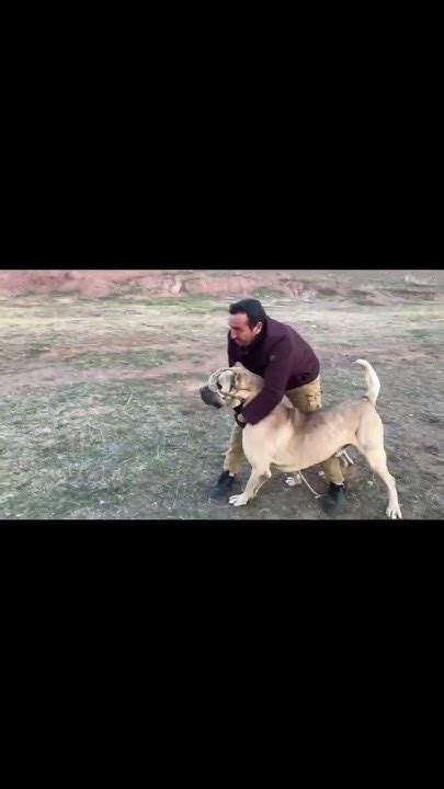 سگ سرابی Dog سگنگهبان سگها Animals Dogs سرابی Sarabi Youtube