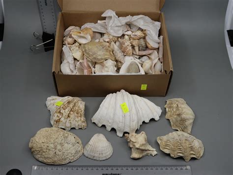Lot Box Of Shells