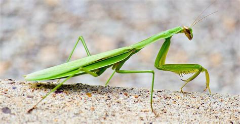 Do Praying Mantises Fly Truth About Praying Mantis Flying A Garden