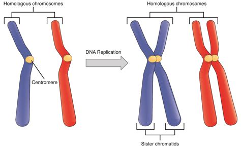 35 Cell Cycle General Anatomy And Physiology