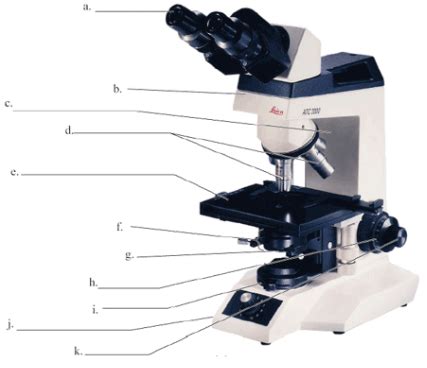 The Compound Microscope Flashcards Quizlet