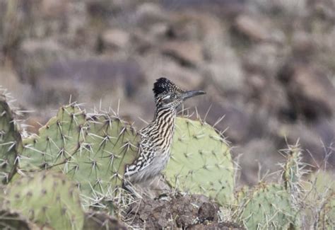Blm Winter Bucket List 25 Agua Fria National My Public Lands