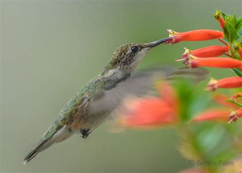 Female Ruby Throat On Behance