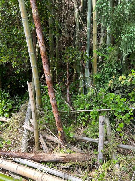 筍・竹の子・竹？ ゆみさんの草日記（北前船船主屋敷 蔵六園にて）