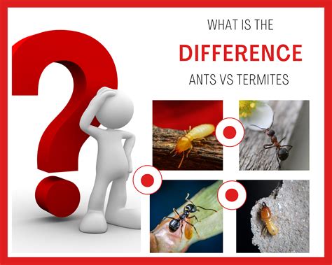 The Difference Between A Termite And An Ant