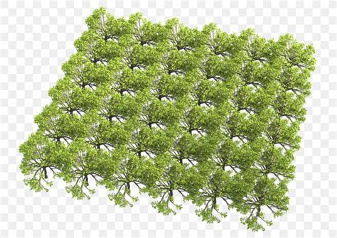 Tree Texture Mapping Color Shrub Geometry Instancing Png 1551x1098px