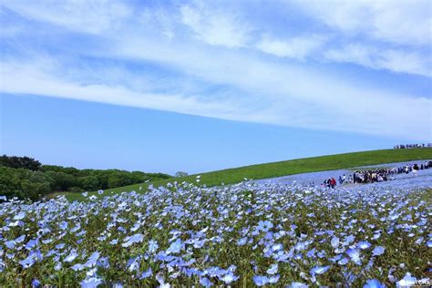 Enjoy The Blue Sea Of Nemophila At Hitachi Seaside Park Ibaraki