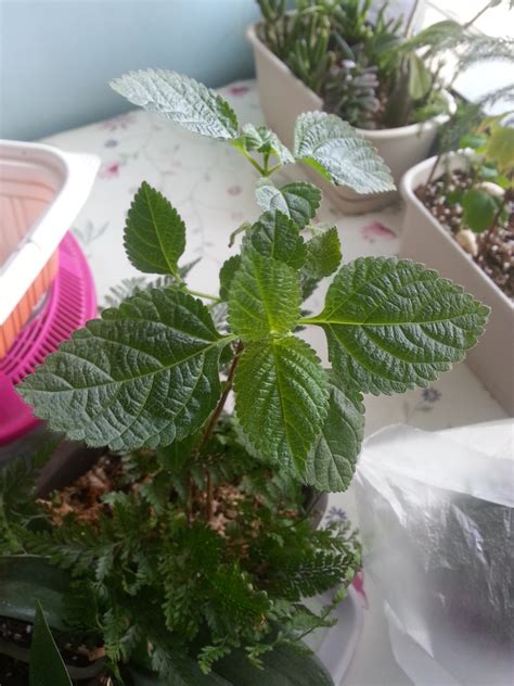 求植物名稱 香港園藝館