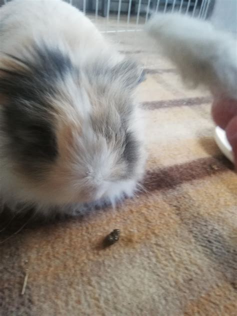 Any Tips To Help Jessie With Her Fake Pregnancy She Started Ripping Out Her Own Fur Again