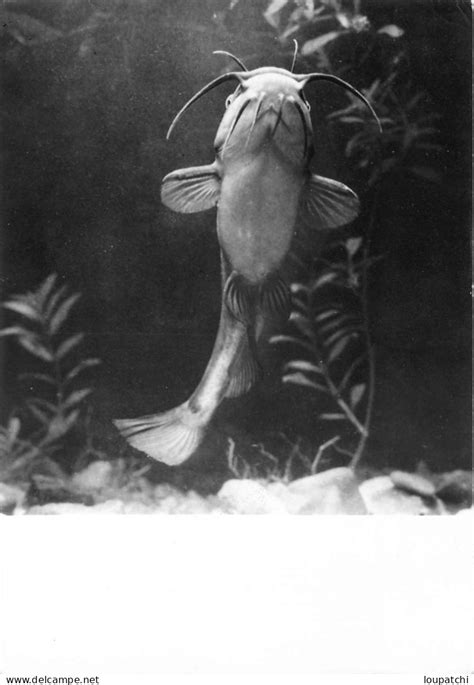 Poissons et Crustacés POISSON CHAT