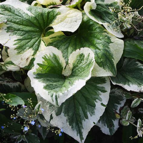 Бруннера Brunnera Variegata - купить саженцы в интернет-магазине