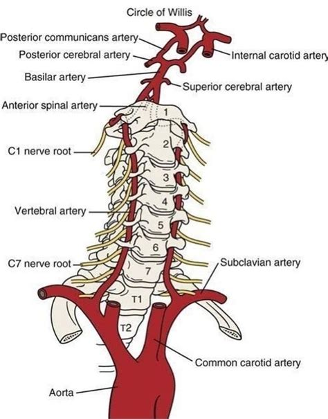 Vertebral Artery Medizzy