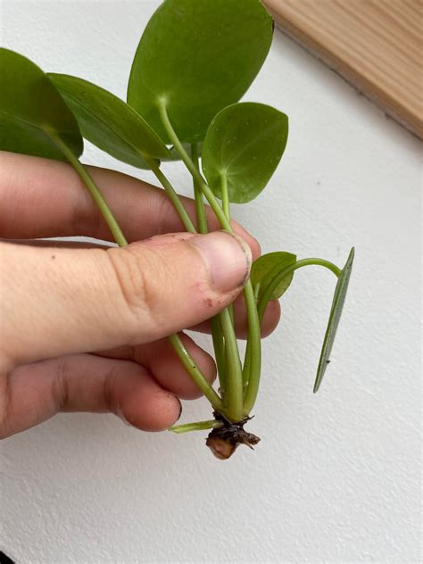 Pilea Propagation R Houseplants