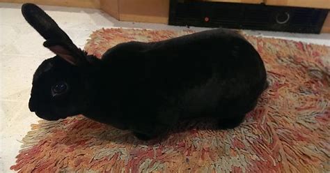 Bunny Imgur