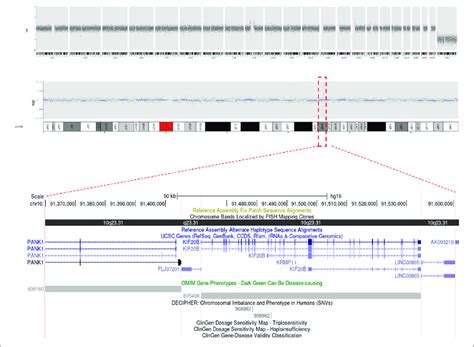 Copy Number Variation Cnv Analysis Was Perform On The Case A