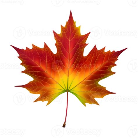 Ai Generated Maple Leaf Isolated 38567919 Png