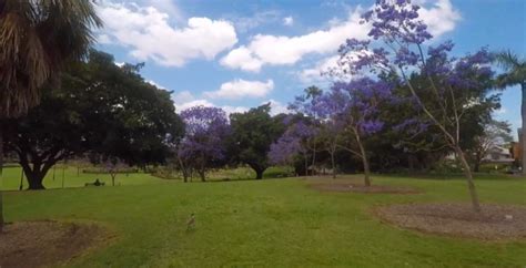 호주 브리즈번 여행 중 자카란다로 유명한 뉴팜파크 네이버 블로그