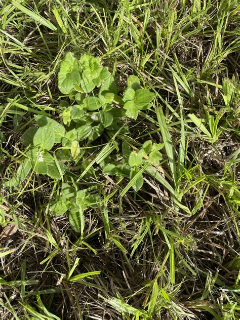 Looking For Help On Identifying Weeds And Fixes Lawn Care Forum