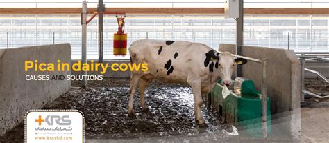 پیکا در گاوهای شیری 🐮 علت بهترین روش درمان 1404