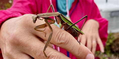 Valleyhub Arthropods