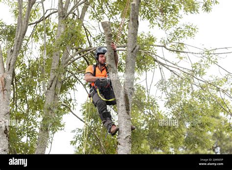Tree Surgeon Cutting Branches Of Trees With Chain Saw With Safety Gear Stock Photo Alamy