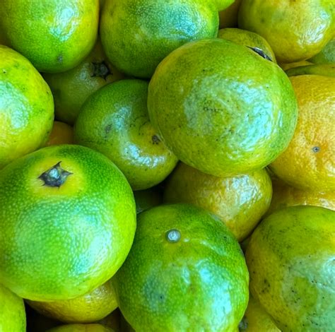 감기에 좋은 비타민c 과일 귤 후숙 냉장보관 귤 보관법 식물 정보