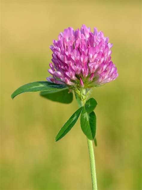 RED CLOVER Pcs Free Seeds With Love Meadow Clover Etsy