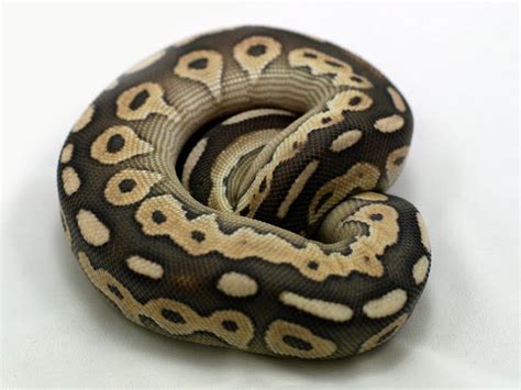 Morph List World Of Ball Pythons