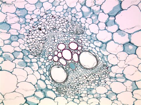 Vascular Bundle