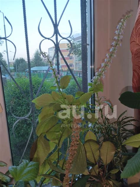 Колеус большой цветет растение отросток молодой с семечки — купить в Красноярске Горшечные