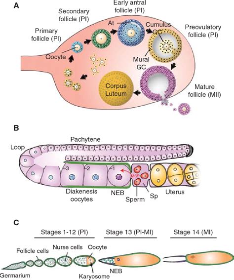 Figure 2 From Developmental Control Of Oocyte Maturation And Egg Activation In Metazoan Models