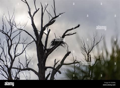 Birds Nest In Tree Stag Tree Winter Stock Photo Alamy