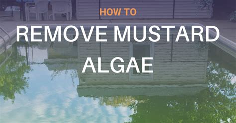 How To Remove Mustard Algae From Your Pool My Fibreglass Pool Easy