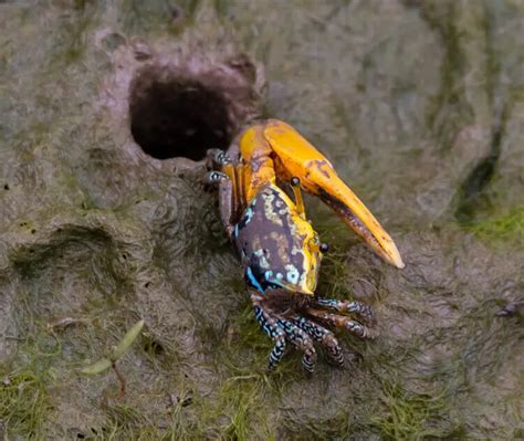 Can You Eat Fiddler Crabs Unleash Your Culinary Exploration