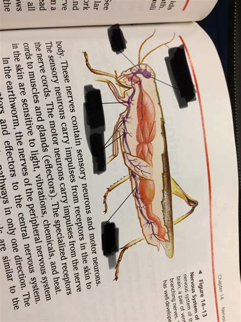 Diagram Of Grasshopper Nervous System Quizlet