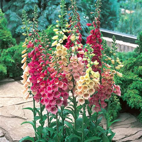 Digitalis Hardy Mixed 7cm Modules J Parker Dutch Bulbs
