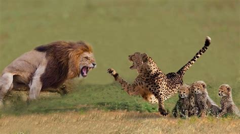 Cheetah Vs Lion Fight