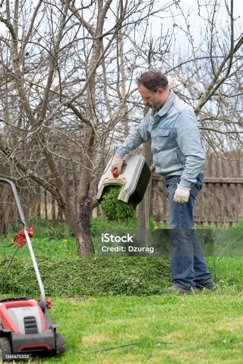 정원사는 토양을 비옥하게하기 위해 과일 나무 아래에 잔디 깎는 기계 용기의 손질 잔디를 부어 나무에 대한 스톡 사진 및 기타 이미지 Istock