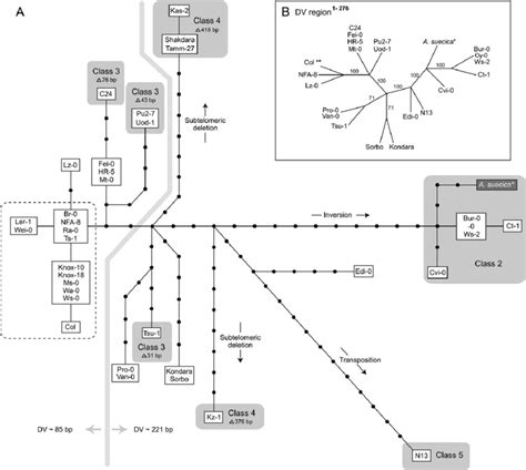—phylogenetic Relationship Among Chromosome 1n Subtelomeric And Download Scientific Diagram