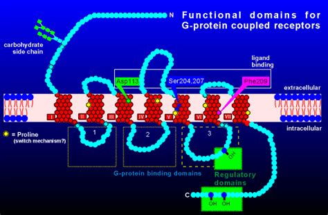 Gpcr The Receptors