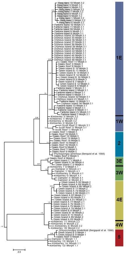 5 Concatenated Bayesian Phylogeny Using Its2 Alignment And