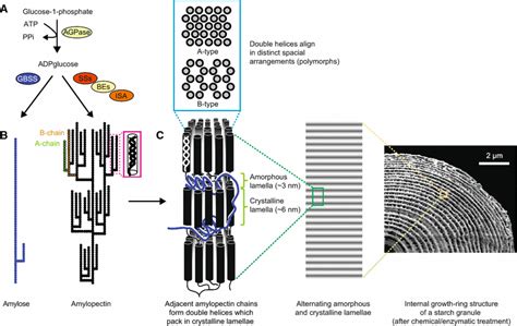 The Structure And Biosynthesis Of Starch A Overview Of The Core Starch Download Scientific